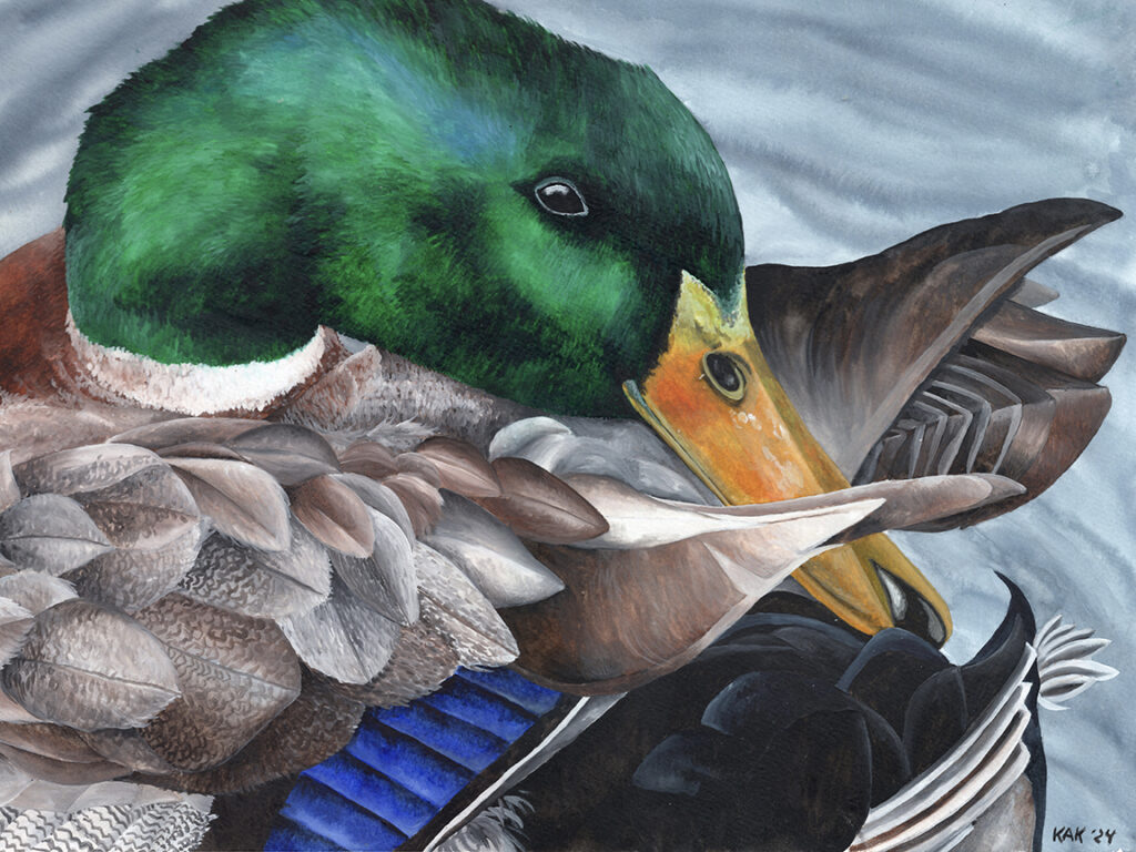 The Story Behind My Mallard: Calcasieu - Katherine Klimitas, Artist ...